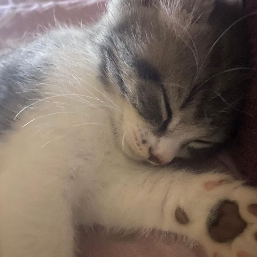 Котик ищет дом