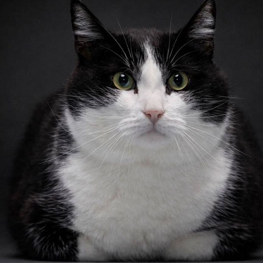 Взрослая, кошка в добрые руки