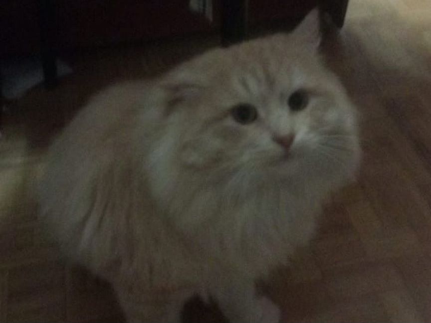Персиковый кот