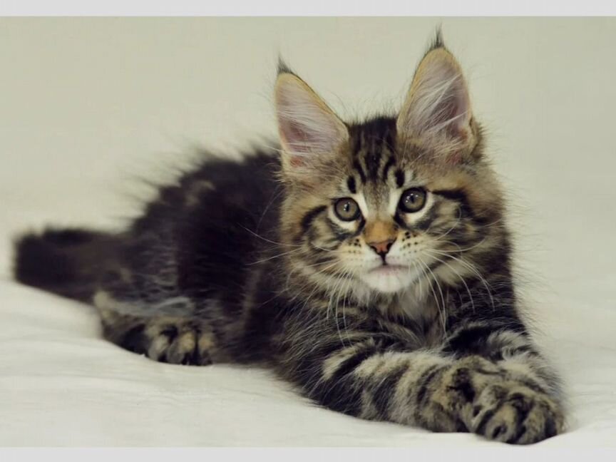 Котята мейн-кун полидакты и классические