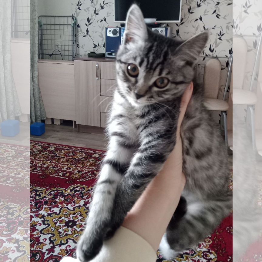 Кошечку в добрые руки бесплатно