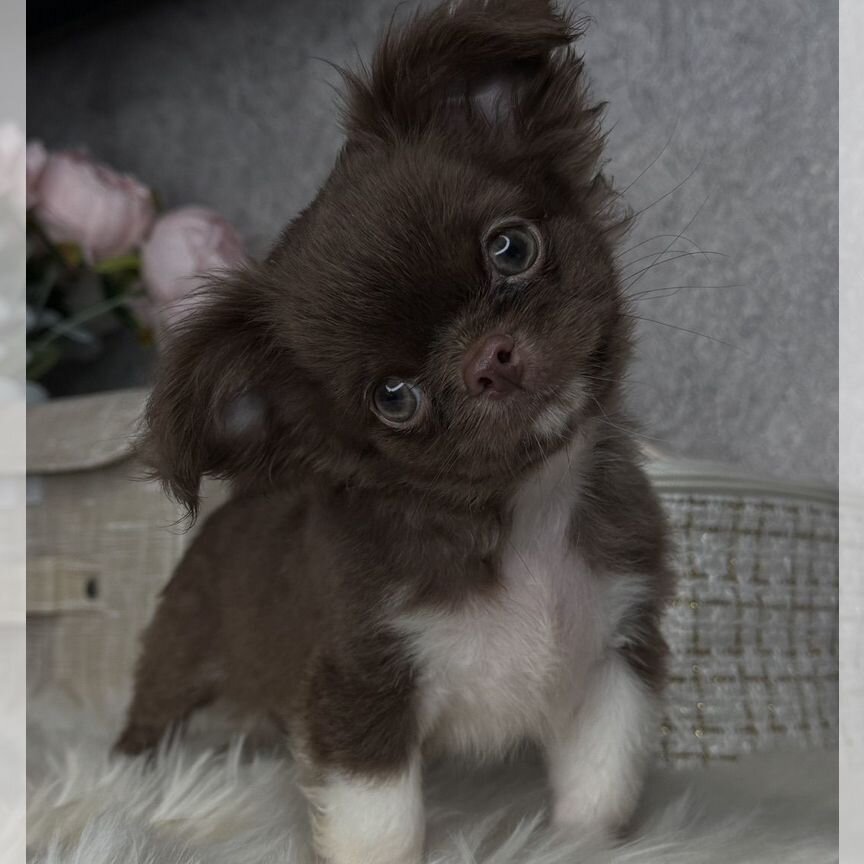 Щенки чихуахуа мальчик