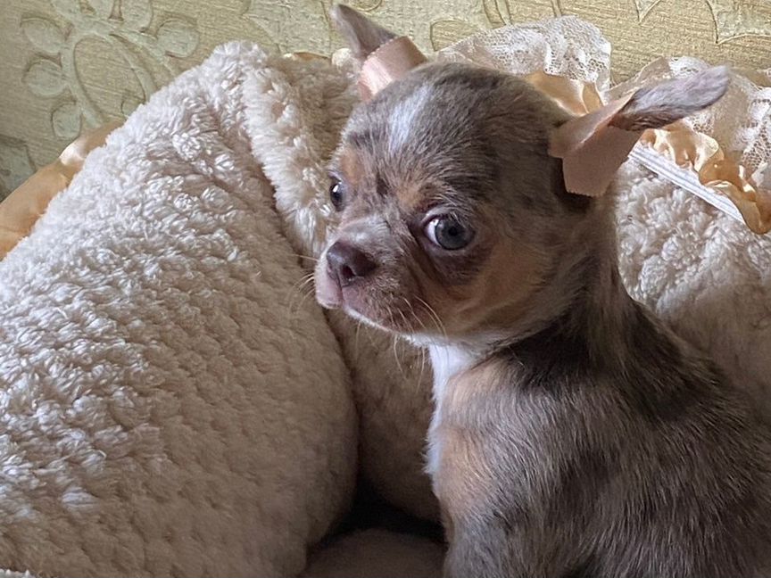 Щенки чихаухуа