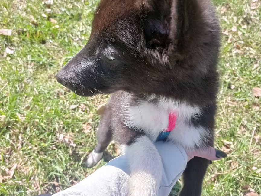 Отдам щенка в добрые руки