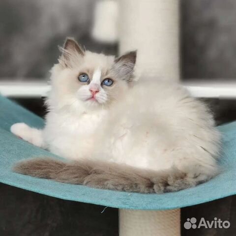 Бланка, девочка рэгдолл с родословной