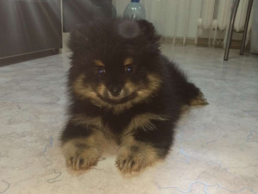 Собаки щенки шпиц