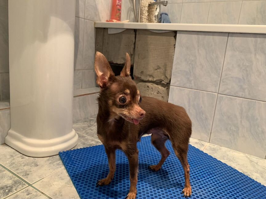 Мини той-терьер отдам в добрые руки