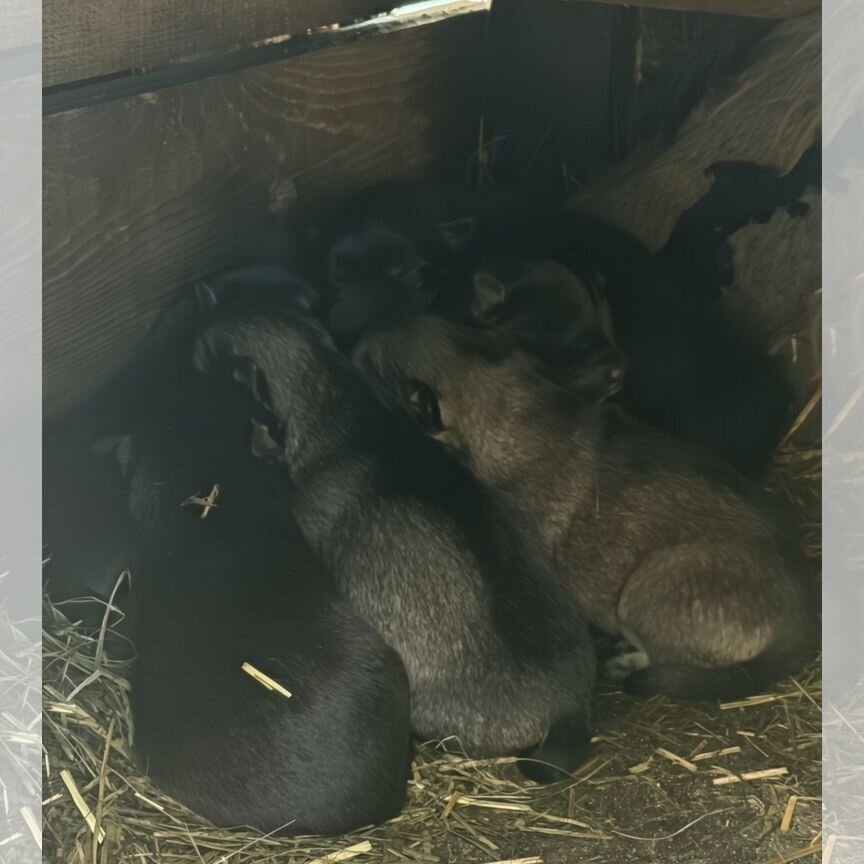 Щенок в добрые руки