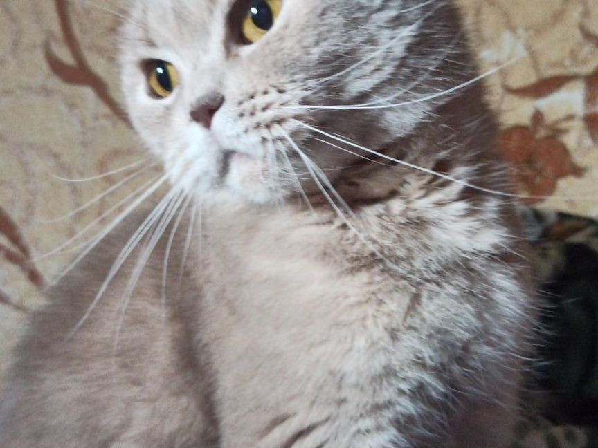Шотландская вислоухая кошка бесплатно