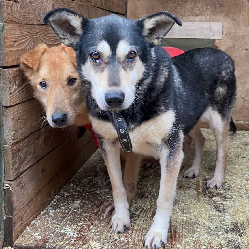 Собака в добрые руки бесплатно ищет дом из приюта