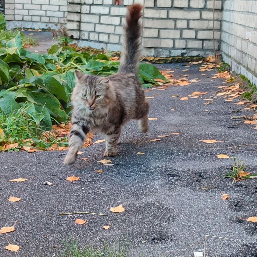 Домашний Ласковейший котик в добрые руки
