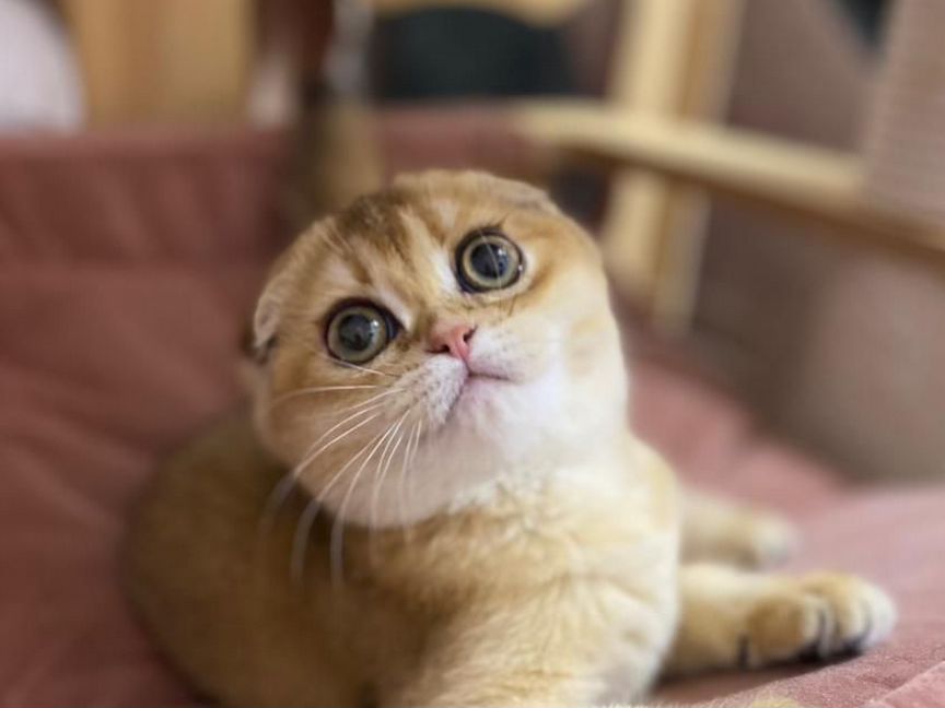 Шотландская вислоухая кошка