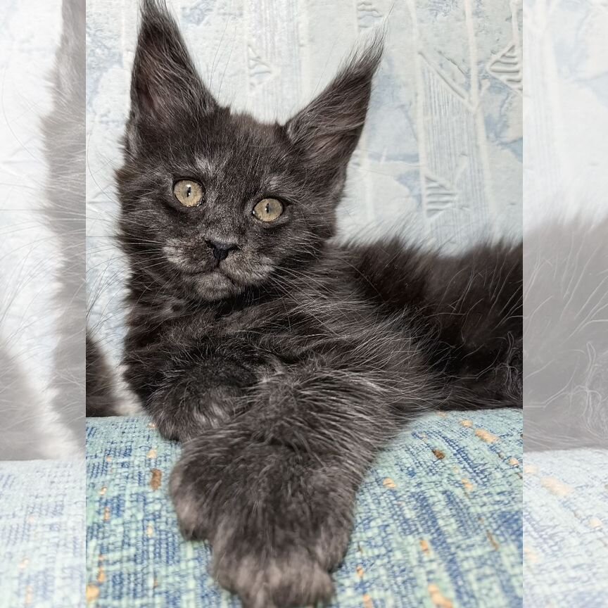 Мейн-кун котёнок