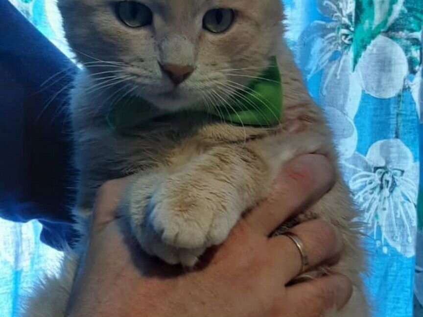 Рыжий котик
