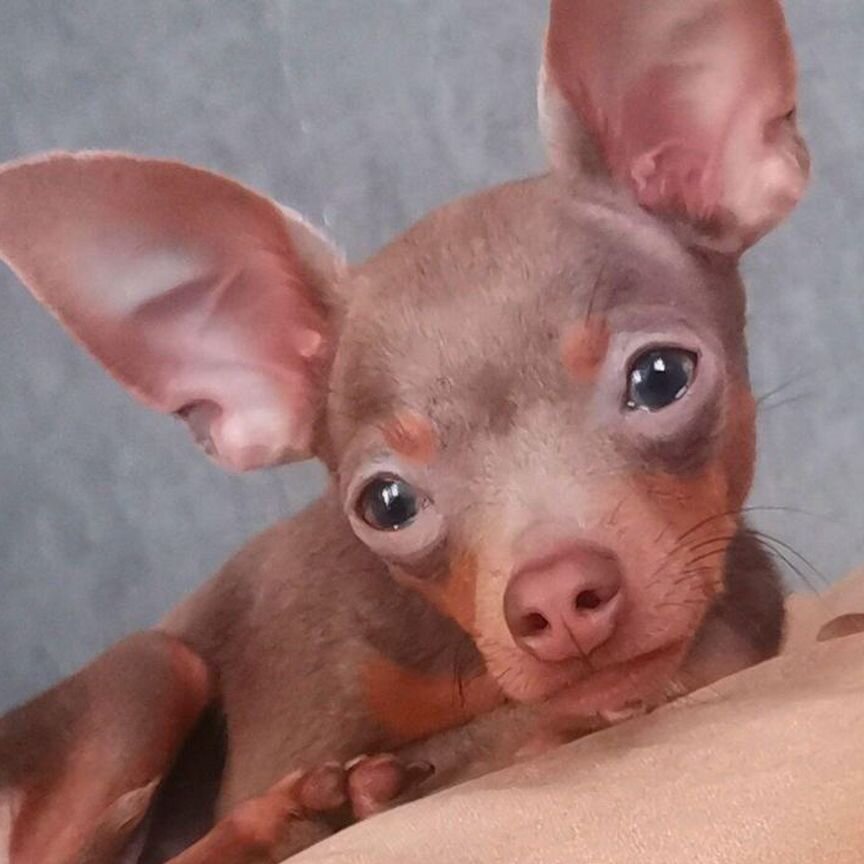 Русский той-терьер, щенок