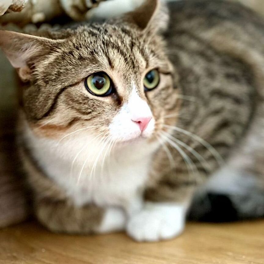 Кошечка подросток в добрые руки