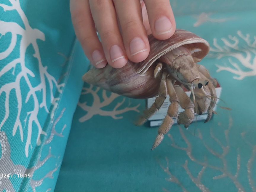 Рак-отшельник Ценобита ругосус крупный