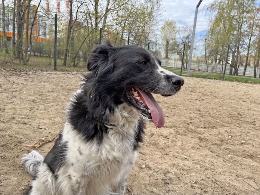 Бывшедомовский пес попал в приют