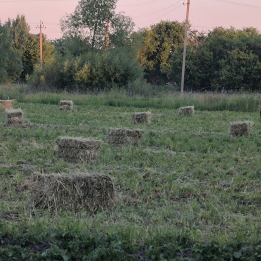 Сено в квадратных тюках