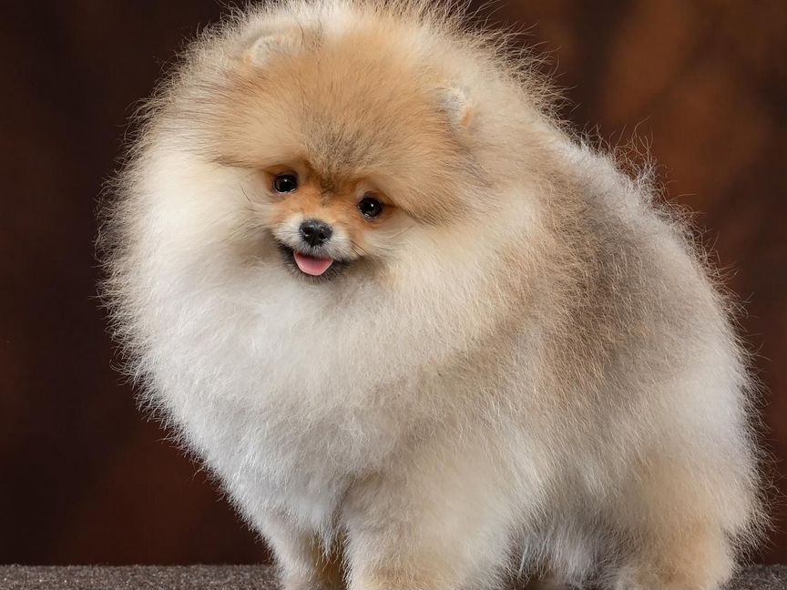 Померанский шпиц мини