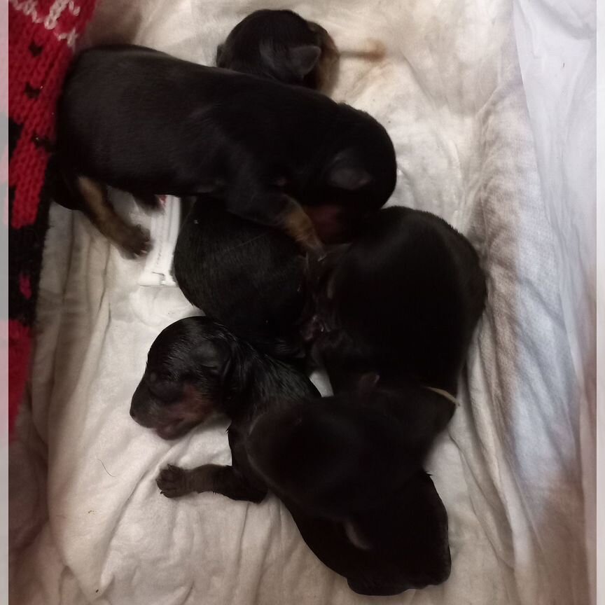 Йоркширский терьер, щенок