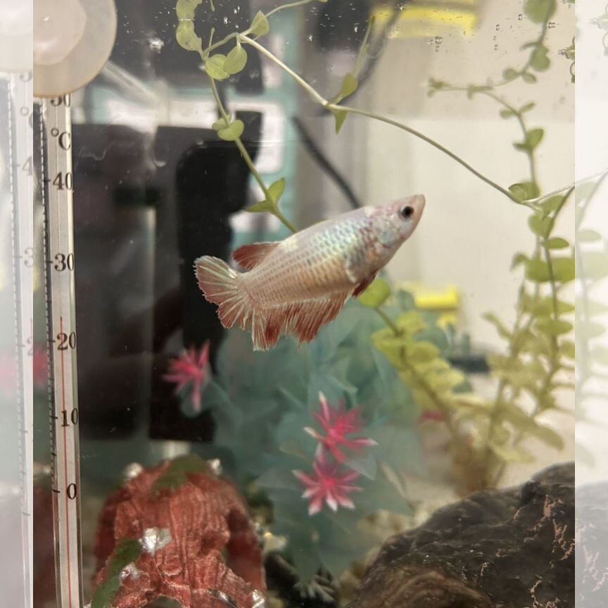 Рыбка петушок, самочки (бесплатно) забронировано