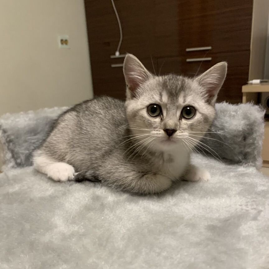 Котенок