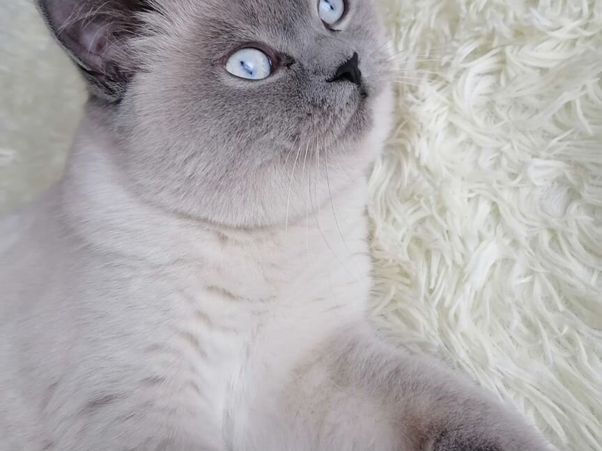 Кошки