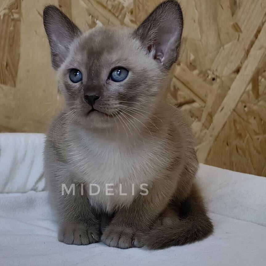 Европейский бурманский котёнок