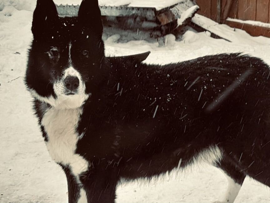 Собака в беде в дубрые руки