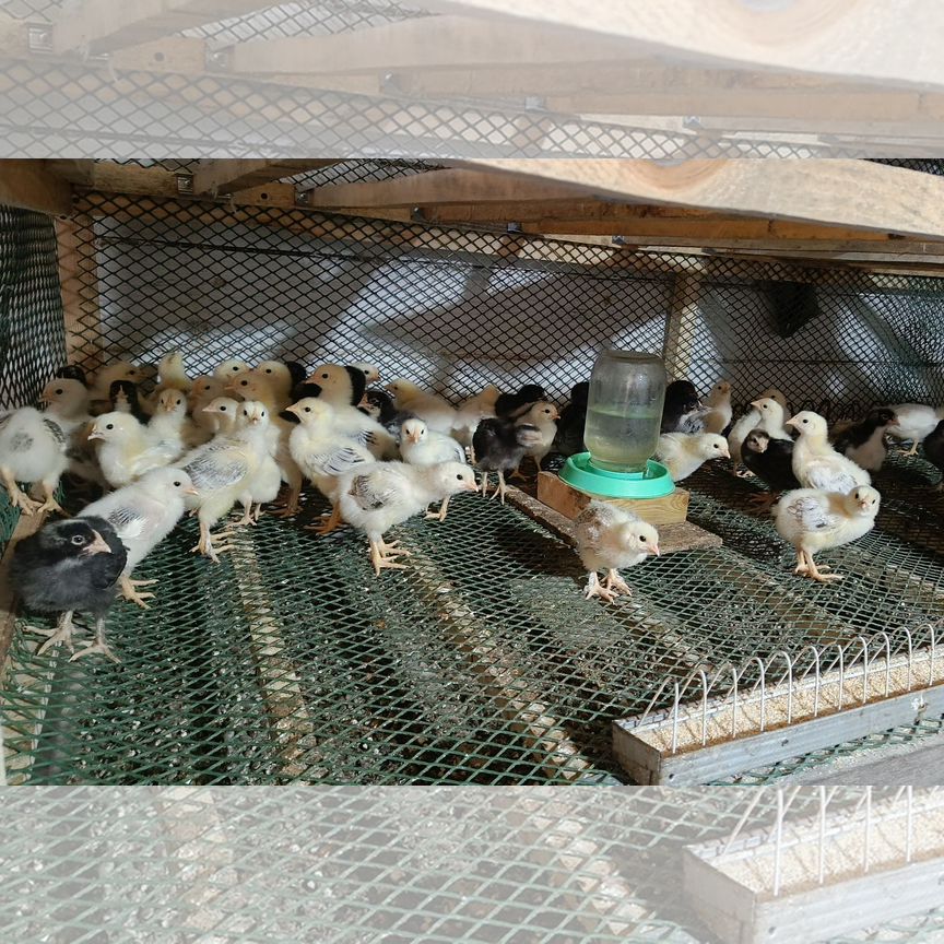 Куры цыплята