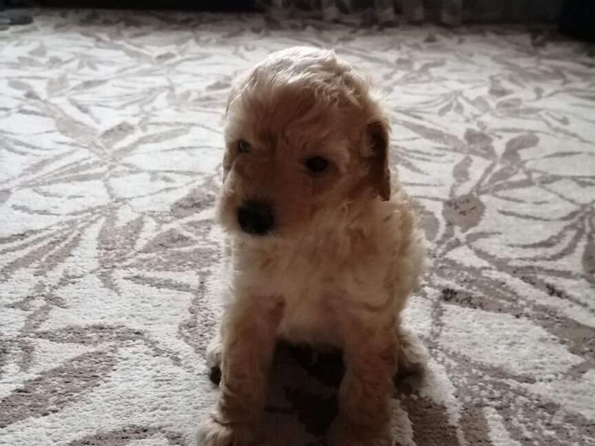 Средний пудель щенки