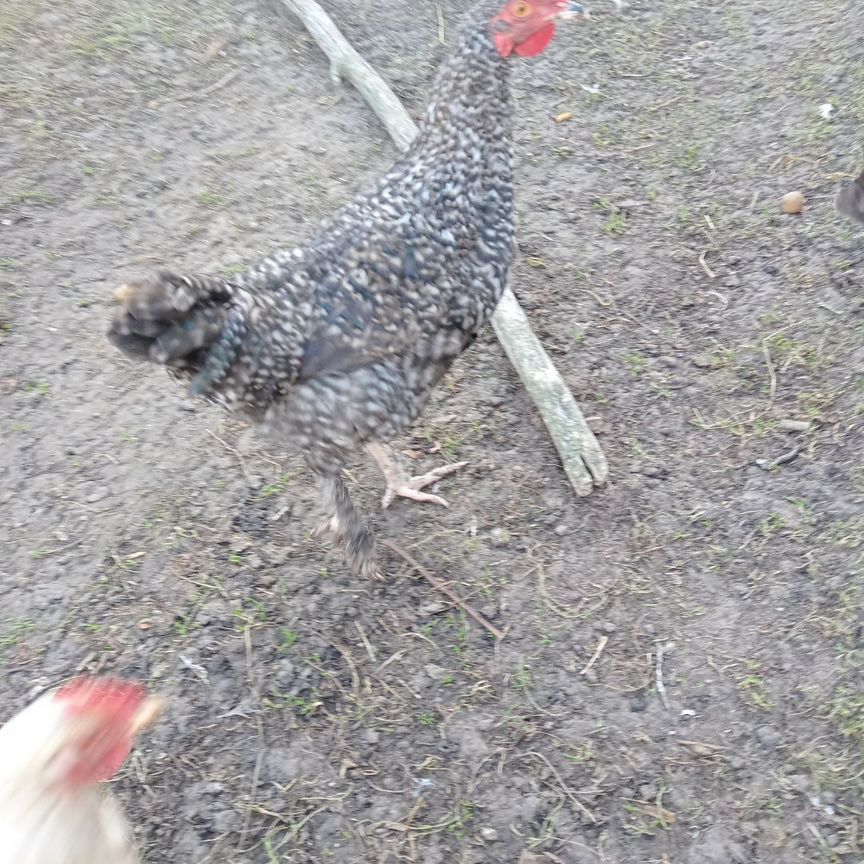 Петух с перьями на лапах