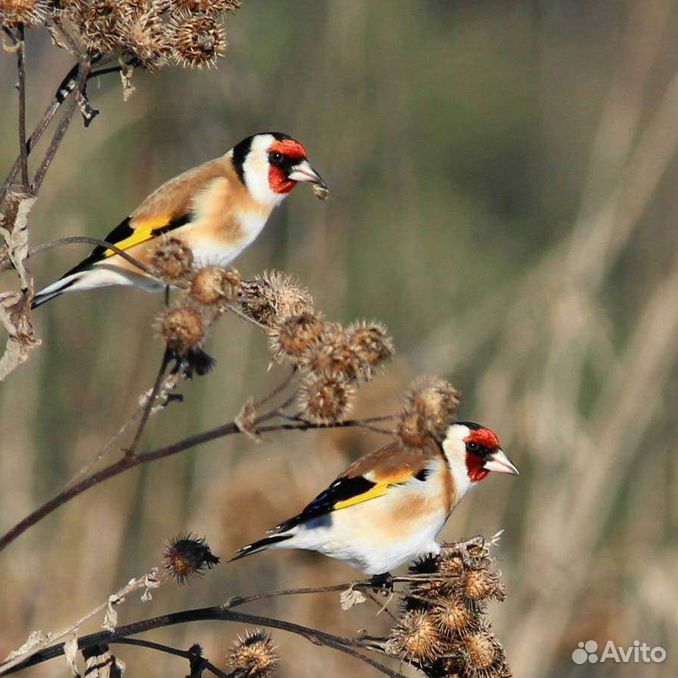 Продам щеглов