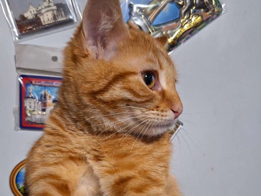 Рыжий котенок