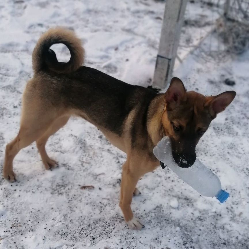 Щенок в добрые руки