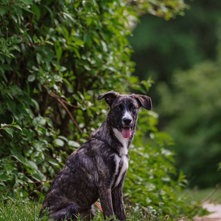 Милый тигровый щенок