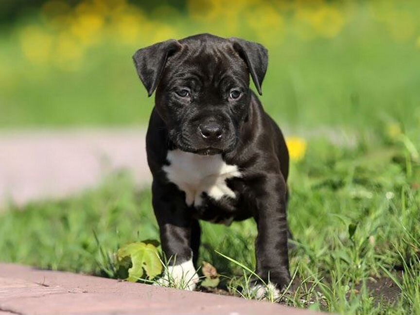 Щенки американский стаффордширский стафф