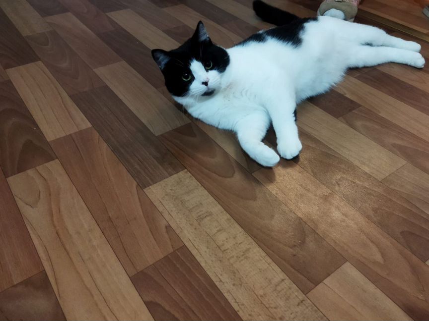 Красавец котик 10 мес в добрые руки