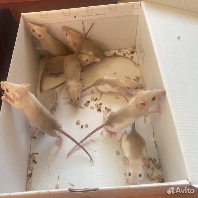 Крысята сиамские