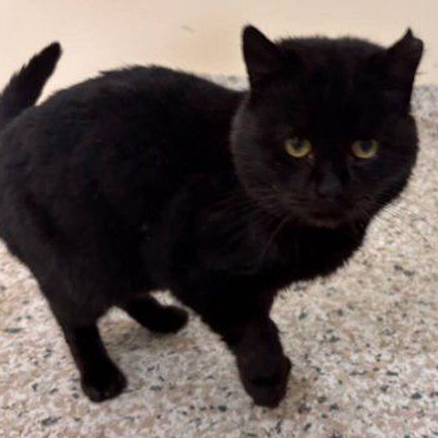 Европейская короткошёрстная кошка, взрослая