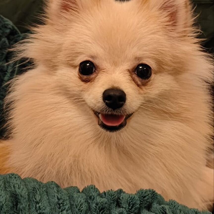 Померанский шпиц