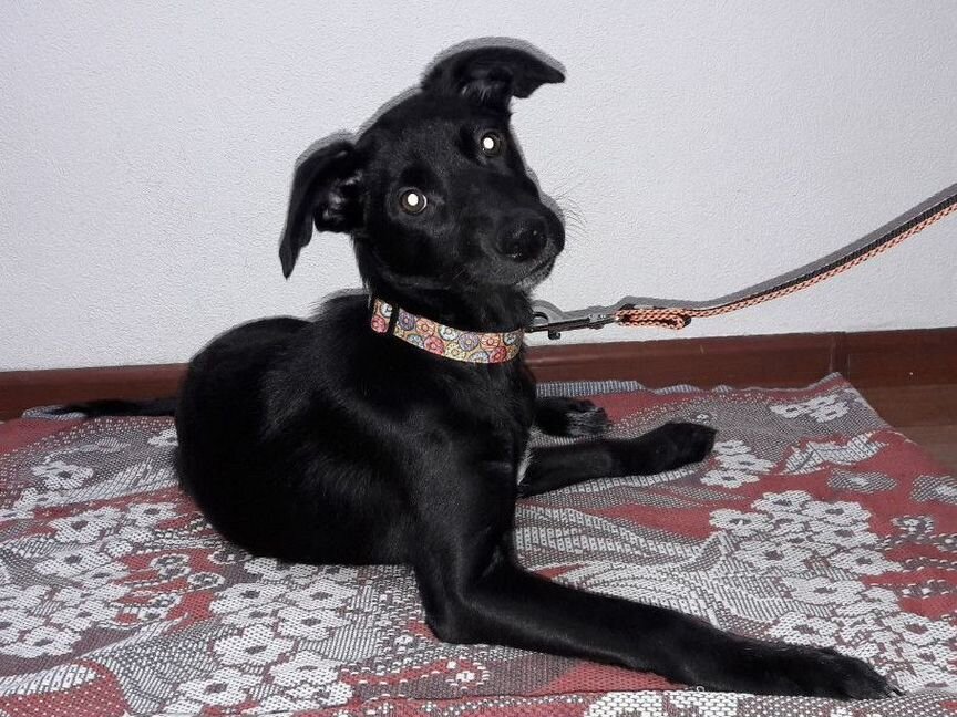 Щенок в добрые руки