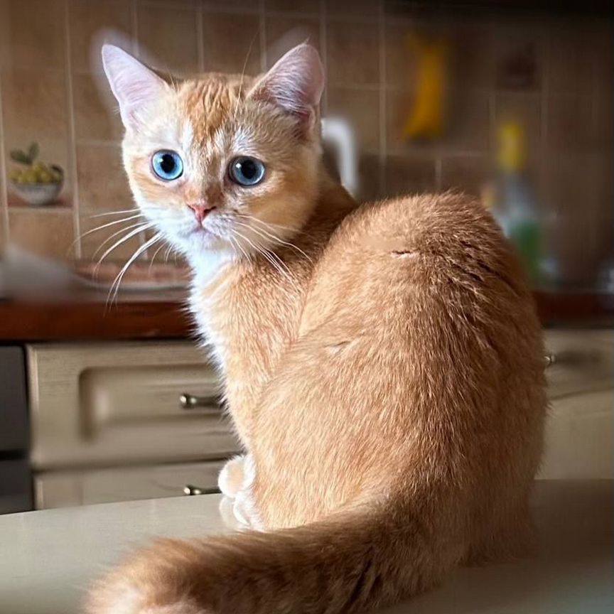 Длиннолапые и коротколапые дгг