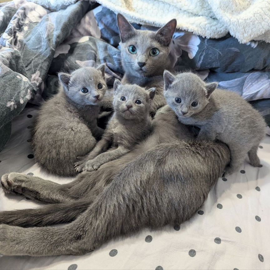 Котята русская голубая