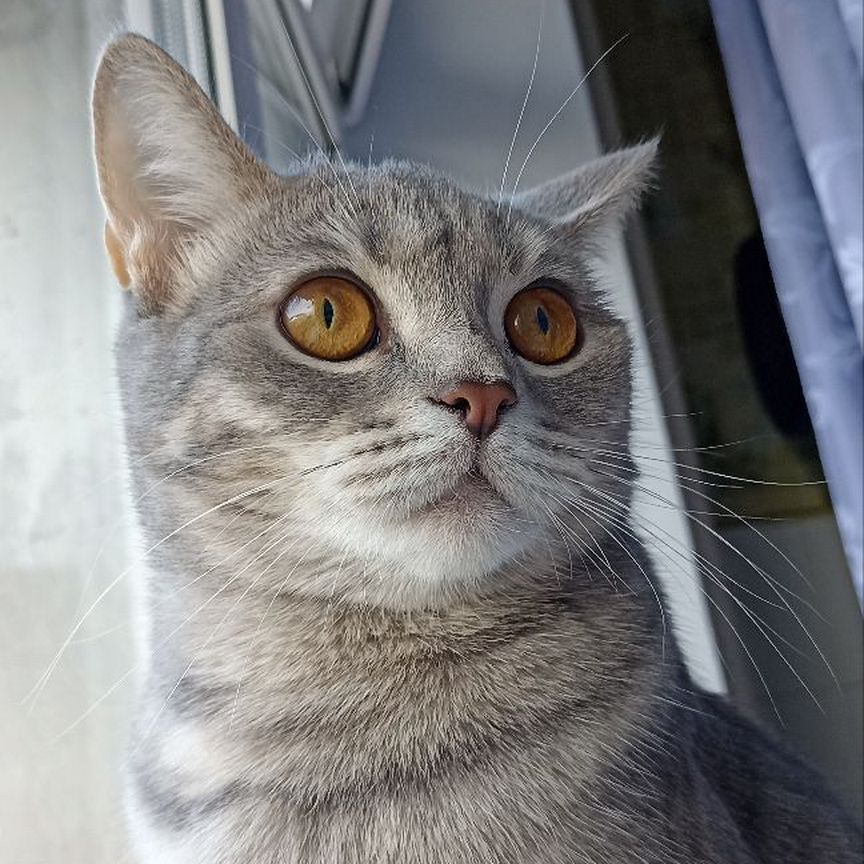 Вязка британской кошки