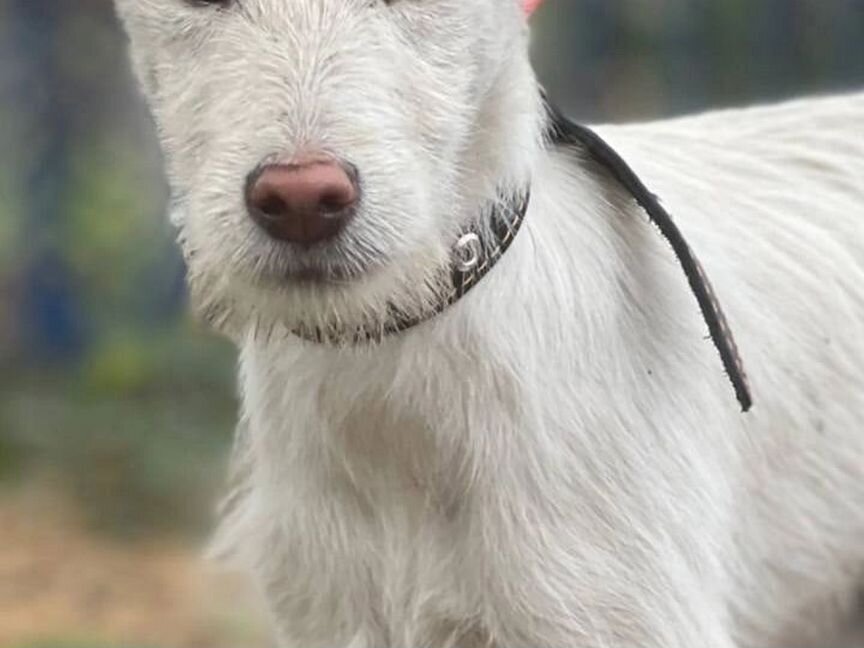 Глаша и Маша