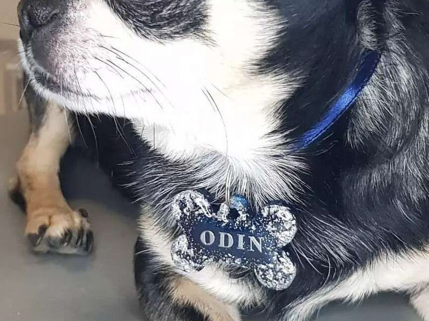 Бирки для животных