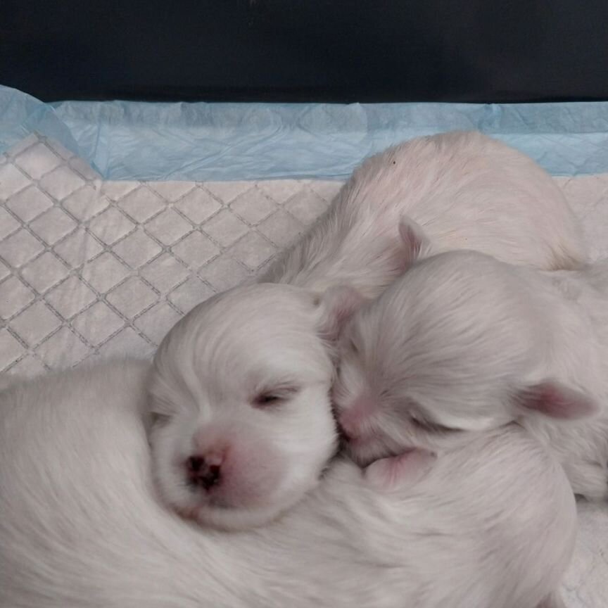 Щенки мальтезе