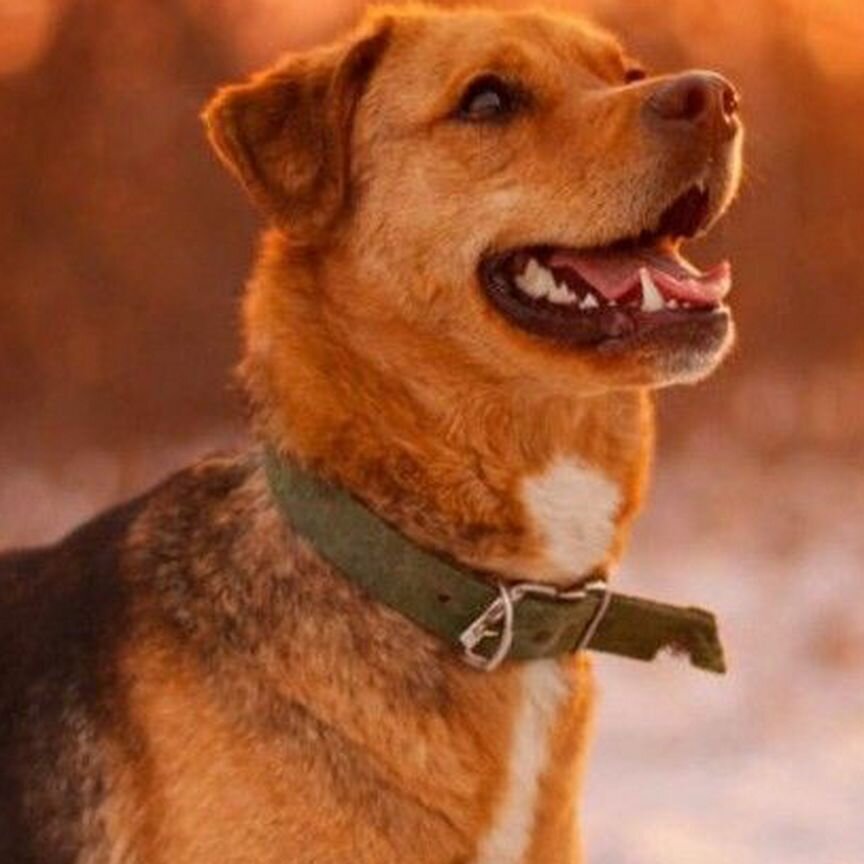 Взрослая собака в добрые руки